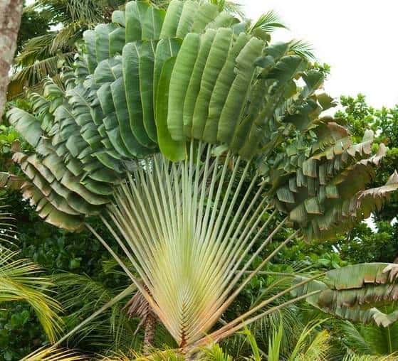 Jual Bibit Unggul Tanaman Pisang Kipas Travellers Palm Bibit Online