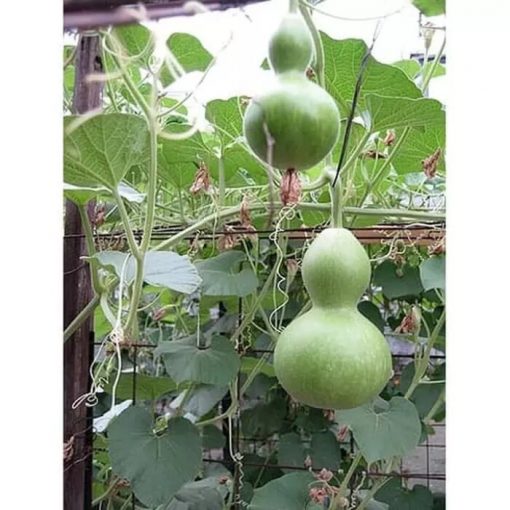 Jual Benih Labu Botol Guard Large Birdhouse 5 Biji – Haira Seed | Bibit ...