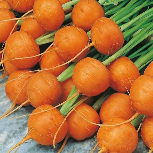 Jual Benih Wortel Mini Bulat Parisian Carrot 15 Biji – Haira Seed ...