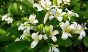 8 Macam Tanaman Hias Beserta Contoh dan Penjelasannya | Bibit Online