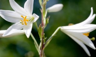 8 Macam Tanaman Hias Beserta Contoh dan Penjelasannya | Bibit Online