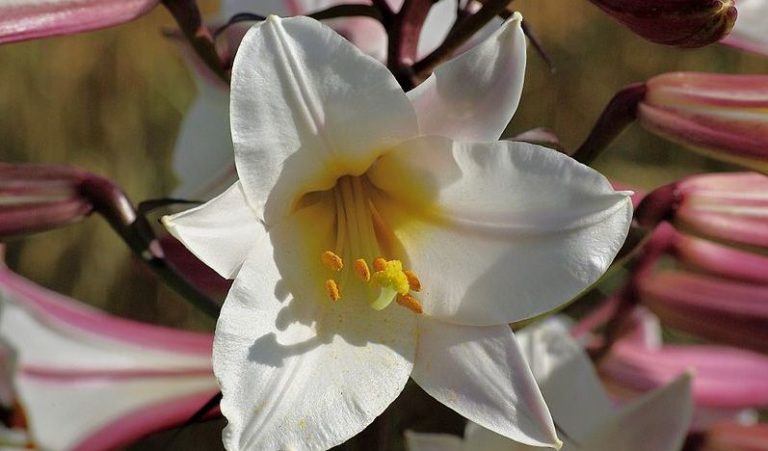 Cara Menanam Bunga Amaryllis dalam Pot di Rumah | Bibit Online