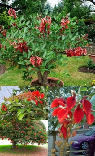 Jenis-Jenis dan Macam-Macam Tanaman Hias Part II | Bibit Online