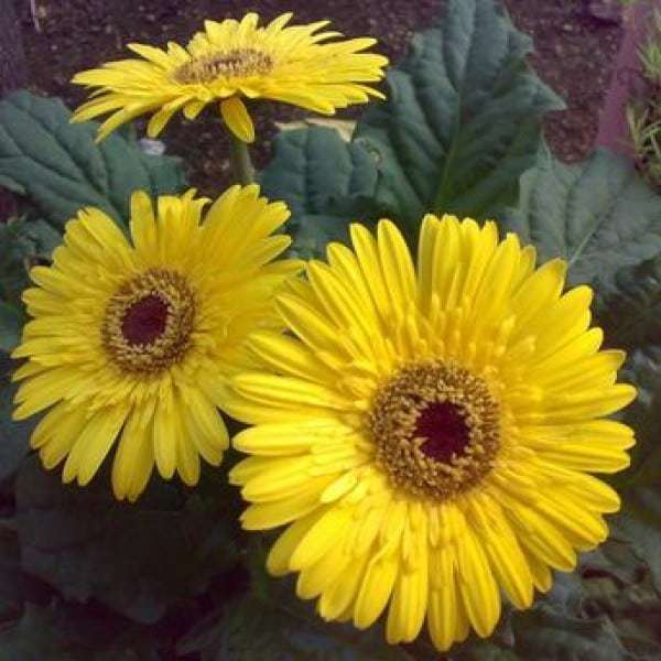 Jual Tanaman Yellow Daisy | Bibit Online