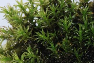 Jenis-Jenis Lumut Beserta Gambar dan Penjelasannya | Bibit Online