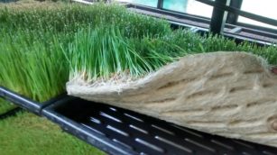 Hidroponik Fodder untuk Tanaman Pakan Ternak | Bibit Online