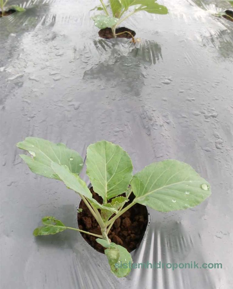 Proses Penanaman Kol oleh Petani di Desa Gombong | Bibit Online