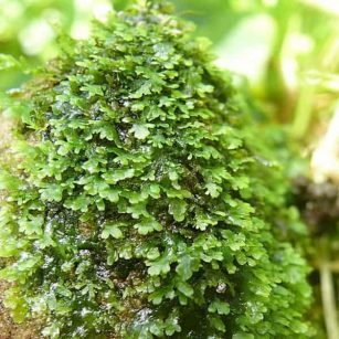 Jenis-Jenis Lumut Beserta Gambar dan Penjelasannya | Bibit Online