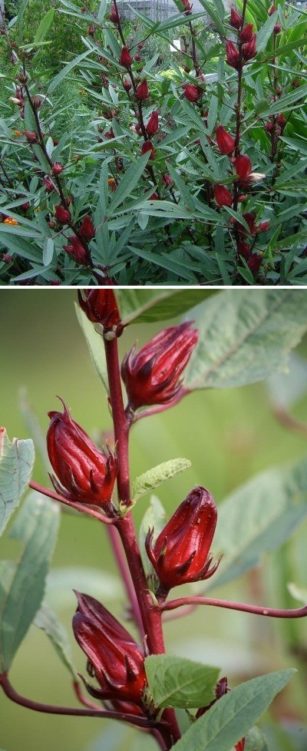 Jenis-Jenis dan Macam-Macam Tanaman Hias Part X | Bibit Online