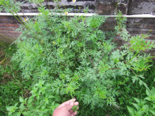 Manfaat Tanaman Artemisinin dan Kenikir Bagi Kesehatan | Bibit Online