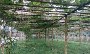 Cara Menanam Labu Siam / Waluh yang Benar | Bibit Online