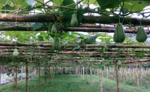 Cara Menanam Labu Siam / Waluh yang Benar | Bibit Online