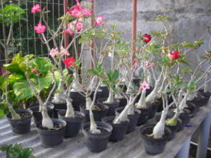 Cara Menanam Bunga Adenium dan Perawatannya [Pot dan Tanah] | Bibit Online
