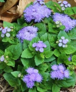 Jual Bibit Bunga & Bibit Tanaman Hias Bunga | Kirim Seluruh Indonesia