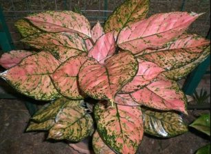 Jenis Tanaman Hias Aglaonema yang Populer Beserta Harganya | Bibit Online