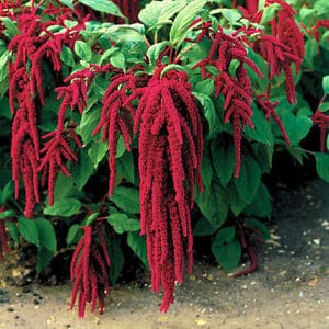 Jual Benih / Bibit Tanaman Bunga Amaranthus Murah | Bibit Online