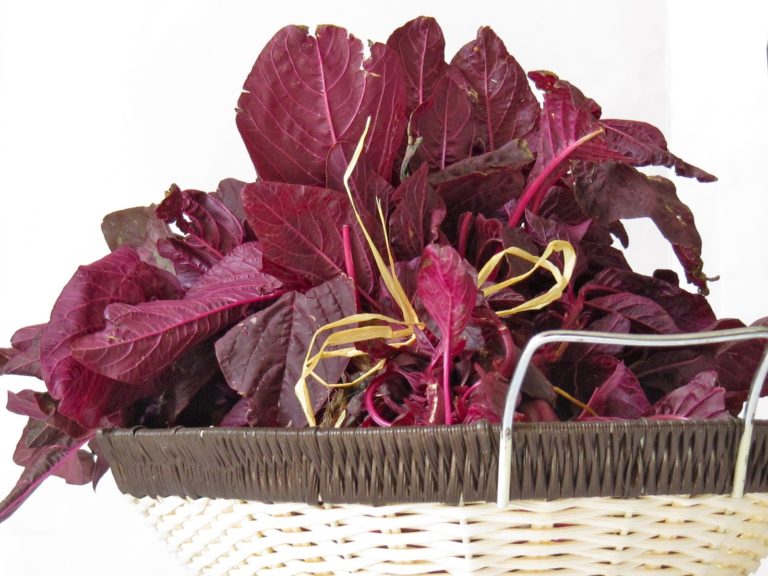 Bayam Merah, Si Merah yang Enak dan Berkhasiat | Bibit Online