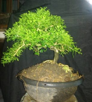 Bonsai Kemuning: Keunggulan-Keunggulan yang Dimiliki | Bibit Online