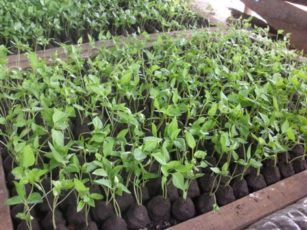 Cara Menanam Cabe Rawit di Pot dengan Benar Agar Subur dan Sehat | Bibit Online