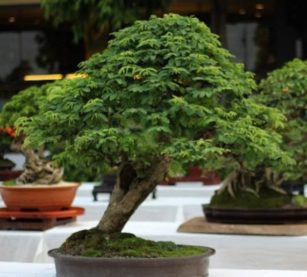 Pembuatan Bonsai Asem Jawa dengan Teknik Cangkok | Bibit Online