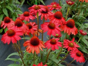 Kumpulan Nama Bunga Lengkap (Dari A-Z) Beserta Gambar dan Penjelasannya ...