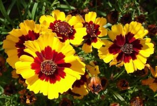 Kumpulan Nama Bunga Lengkap (Dari A-Z) Beserta Gambar dan Penjelasannya ...