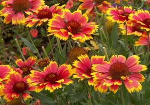 Kumpulan Nama Bunga Lengkap (Dari A-Z) Beserta Gambar dan Penjelasannya ...