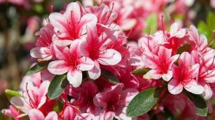 Kumpulan Nama Bunga Lengkap (Dari A-Z) Beserta Gambar dan Penjelasannya ...