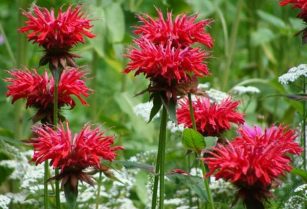 Kumpulan Nama Bunga Lengkap (Dari A-Z) Beserta Gambar dan Penjelasannya ...