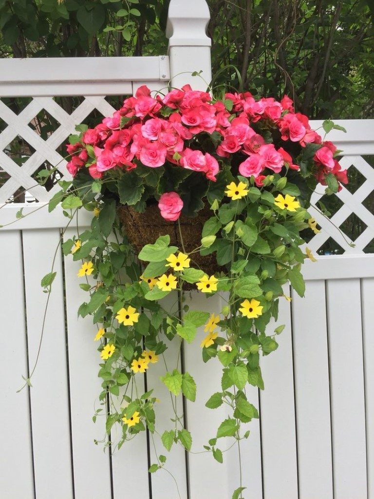 15 Tanaman Hias Gantung yang Cocok di Rumahmu | Bibit Online