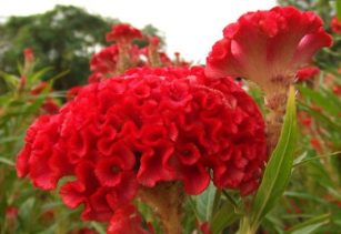 Kumpulan Nama Bunga Lengkap (Dari A-Z) Beserta Gambar dan Penjelasannya ...