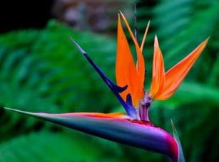 Kumpulan Nama Bunga Lengkap (Dari A-Z) Beserta Gambar dan Penjelasannya ...