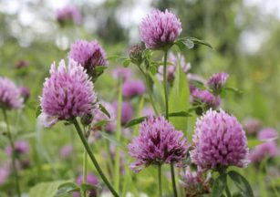 Kumpulan Nama Bunga Lengkap (Dari A-Z) Beserta Gambar dan Penjelasannya ...