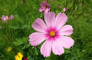 Kumpulan Nama Bunga Lengkap (Dari A-Z) Beserta Gambar dan Penjelasannya ...