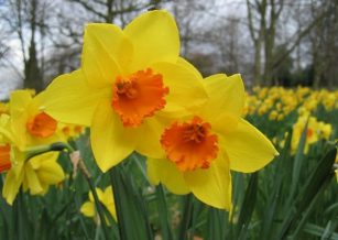 Kumpulan Nama Bunga Lengkap (Dari A-Z) Beserta Gambar dan Penjelasannya ...