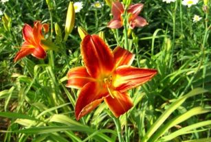 Kumpulan Nama Bunga Lengkap (Dari A-Z) Beserta Gambar dan Penjelasannya ...