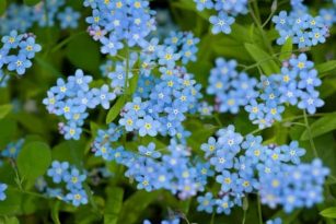 Kumpulan Nama Bunga Lengkap (Dari A-Z) Beserta Gambar dan Penjelasannya ...