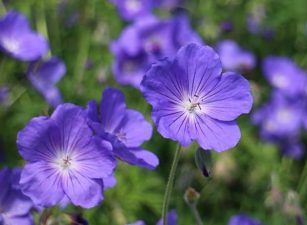 Kumpulan Nama Bunga Lengkap (Dari A-Z) Beserta Gambar dan Penjelasannya ...