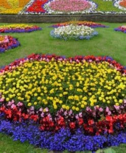 Jual Bibit Bunga & Bibit Tanaman Hias Bunga | Kirim Seluruh Indonesia