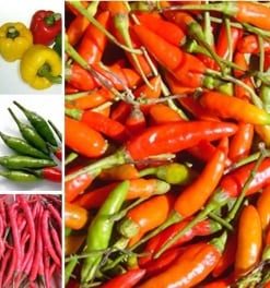 Jual Benih / Bibit Tanaman Sayuran Murah & Lengkap | Bibit Online