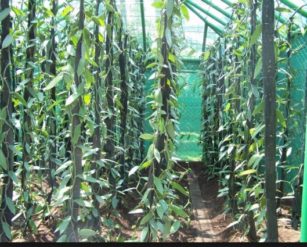 Cara Menanam Tanaman Vanili dan Cara Merawatnya | Bibit Online