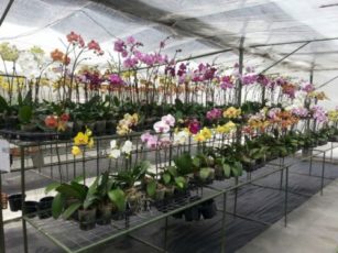 4 Tips dan Cara Menanam Bunga Anggrek Agar Cepat Berbunga | Bibit Online