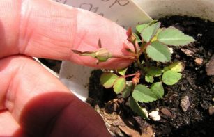 Cara Menanam dan Merawat Bunga Mawar Rambat (Climbing Rose) | Bibit Online