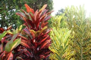 Cara Menanam Puring dan Juga Perawatannya Supaya Tumbuh Sehat dan Segar ...