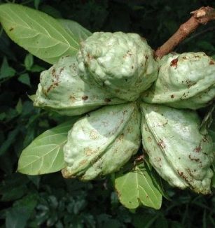 Tanaman Kola dan Manfaat Biji Kola | Bibit Online