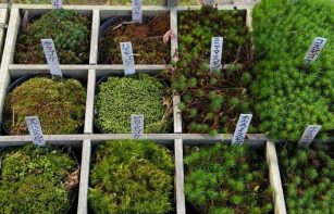 Jenis-Jenis Lumut Beserta Gambar dan Penjelasannya | Bibit Online