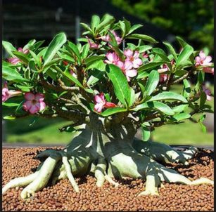 Cara Membuat Bonsai Kamboja yang Unik, Cantik, dan Mudah | Bibit Online