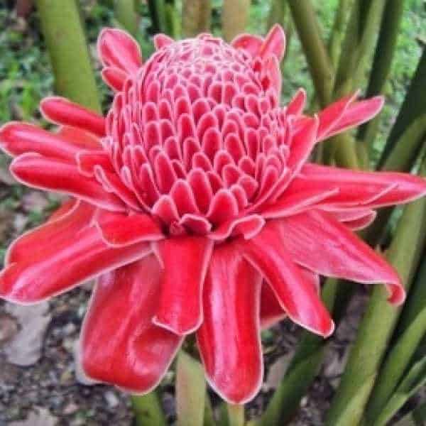 Jual Bibit Unggul Tanaman Kecombrang / Honje (Torch Ginger) - Bibit Online