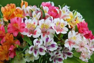 Kumpulan Nama Bunga Lengkap (Dari A-Z) Beserta Gambar dan Penjelasannya ...