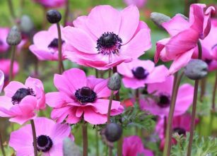 Kumpulan Nama Bunga Lengkap (Dari A-Z) Beserta Gambar dan Penjelasannya ...